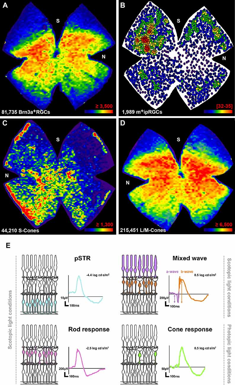 Frontiers | The retina of the lab rat: focus on retinal ganglion cells ...