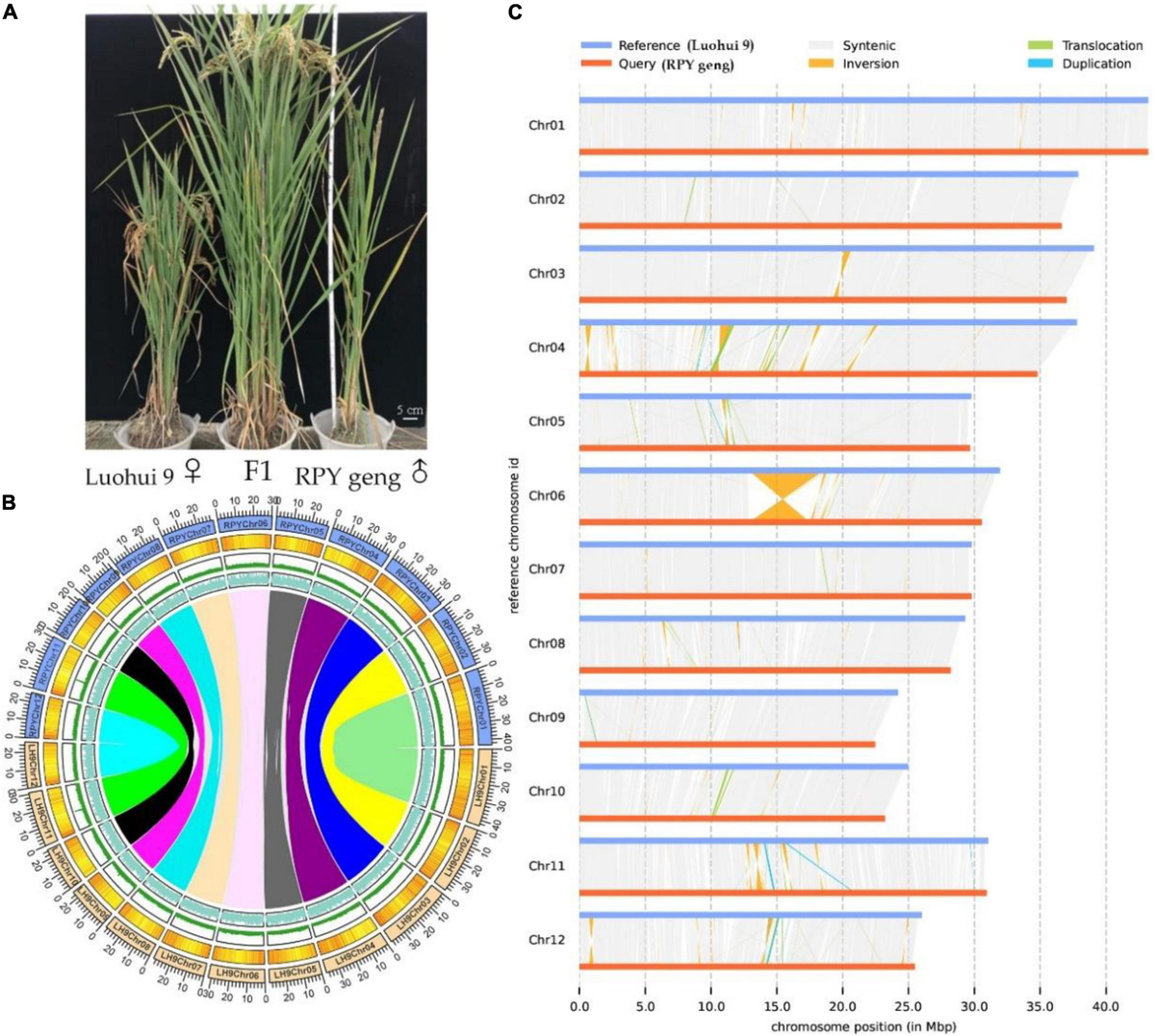 Frontiers | De novo assembly of two chromosome-level rice genomes and ...