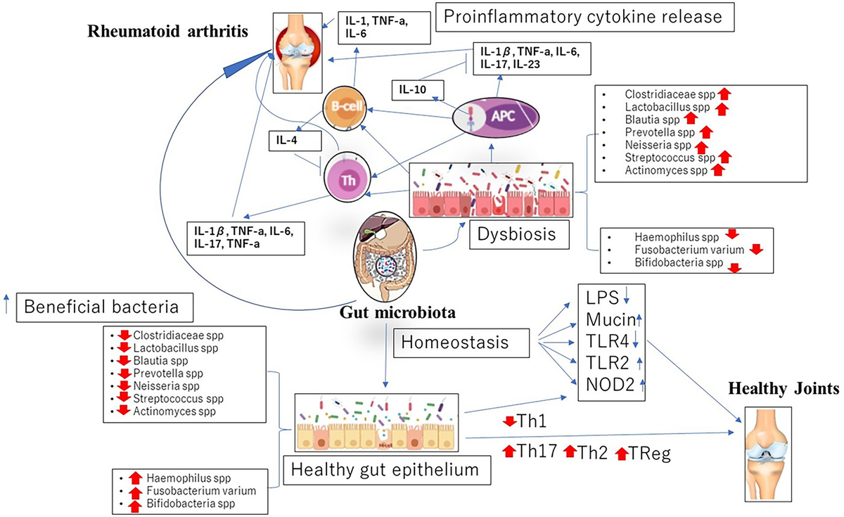 Frontiers | Intestinal microbiome–rheumatoid arthritis crosstalk: The ...