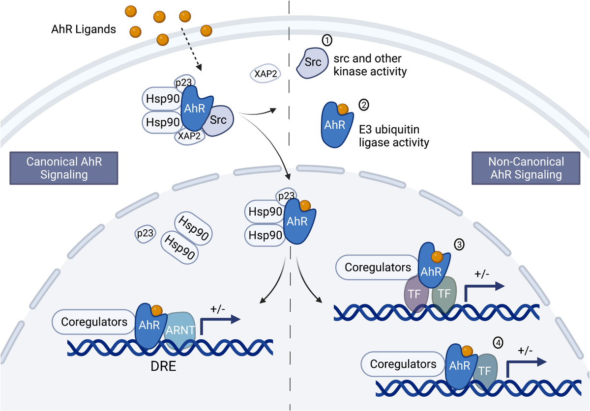 Frontiers | Evolutive emergence and divergence of an Ig regulatory node ...
