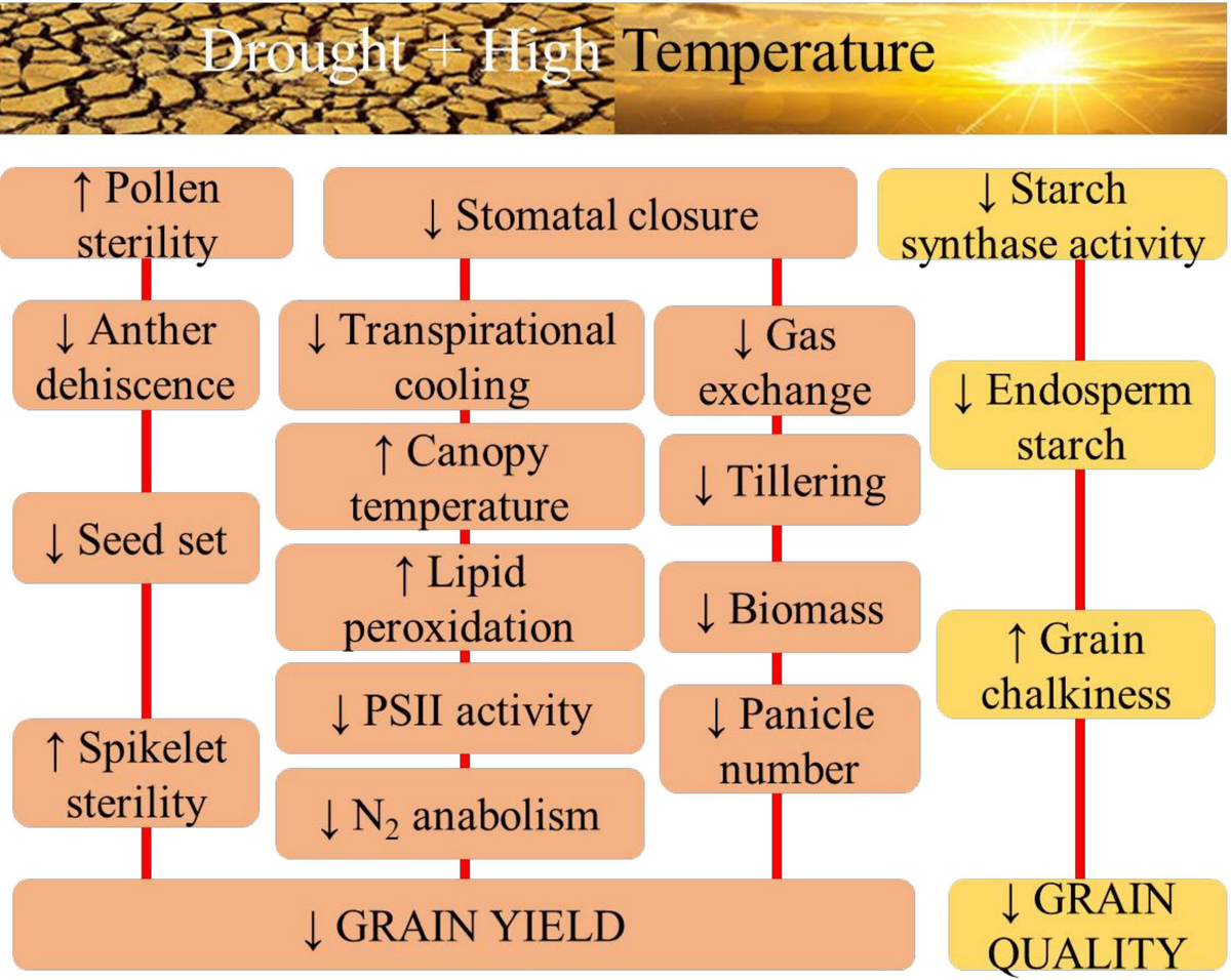 Frontiers | Physiological and molecular implications of multiple ...
