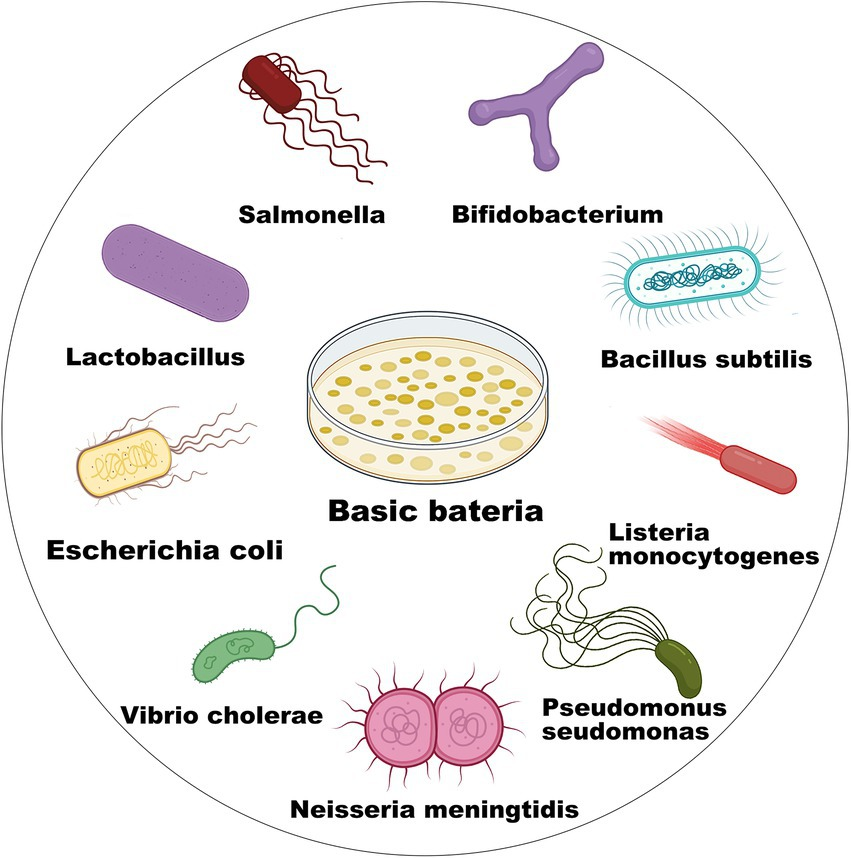 Frontiers | Genetically engineered bacterium: Principles, practices ...