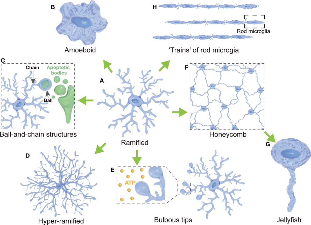 Frontiers | Microglia morphophysiological diversity and its ...