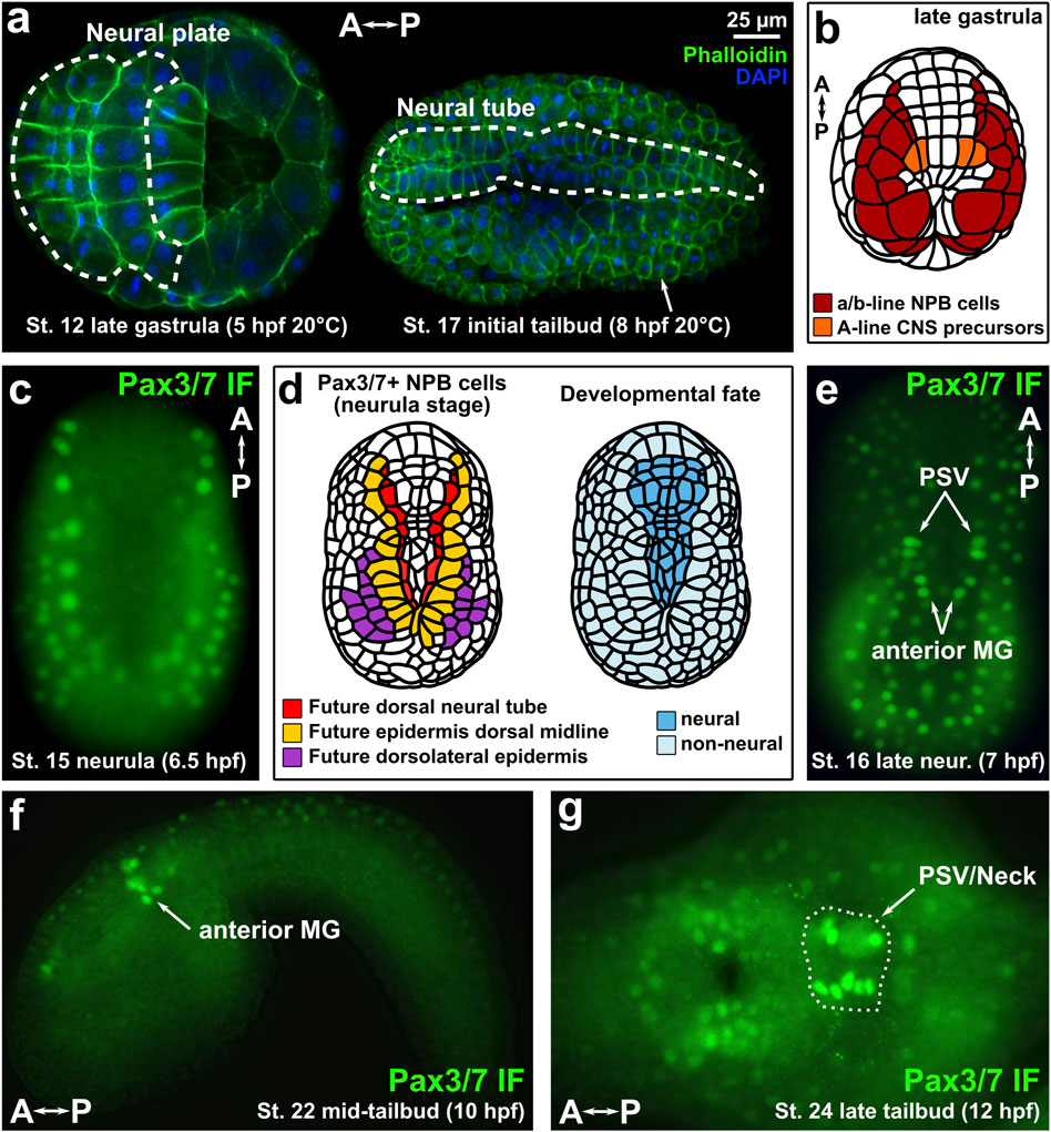 Frontiers | Pax3/7 regulates neural tube closure and patterning in a ...