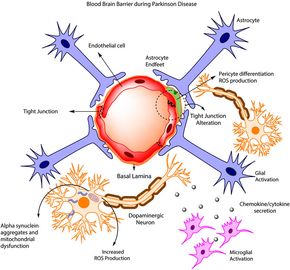 astrocytes structure