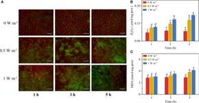 unpredictable synonym positive