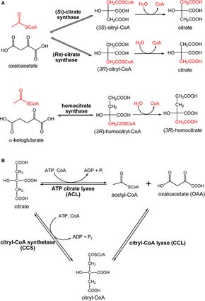 chemoheterotrophic bacteria example