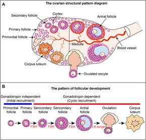 vesicular follicle function