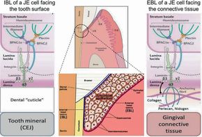dentogingival junction