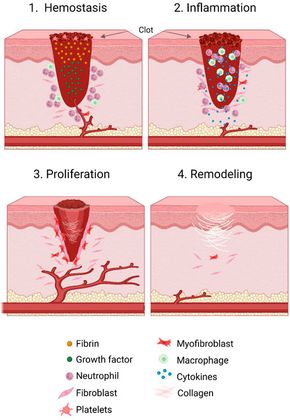 fibrin layer wound