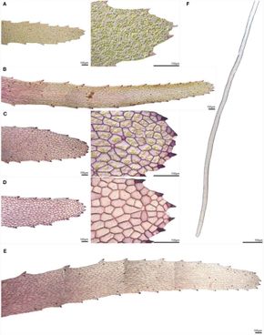 cross fertilisation synonym