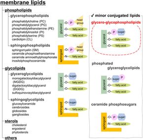 glycerophospholipid basic structure