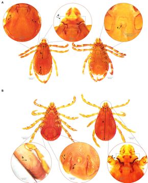 rhipicephalus microplus larvae