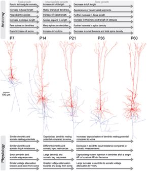 pyramidal neuron structure