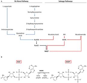 nadph2 structure