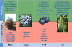 selective breeding fruit examples