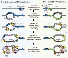plasmid rk2