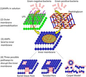 amp molecule charge