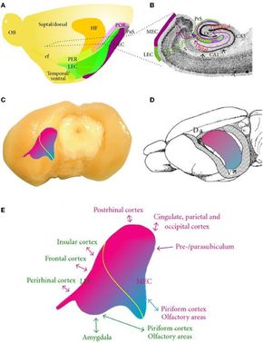 entorhinal cortex mouse