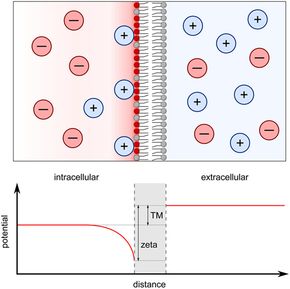human cell membrane charge
