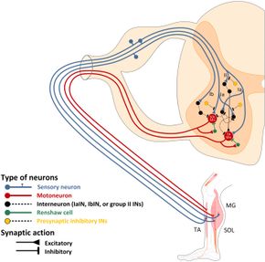 frog spinal cord function