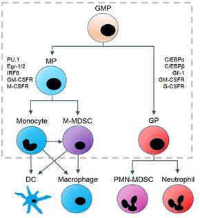 monocyte cell structure
