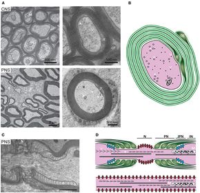 internode axon