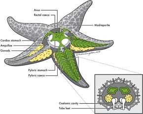 sea star oral surface function