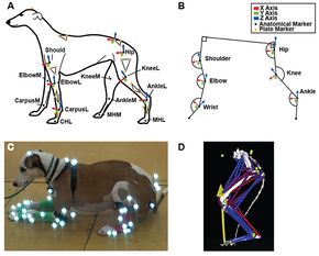 shoulder flexion dog