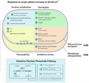 nitrosomonas bacteria function