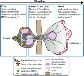 nuclear membrane reforms