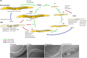 hypoderma lineatum life cycle