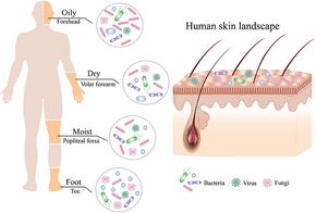 human skin microbiome database