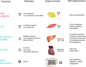 thyroid hormone functions include