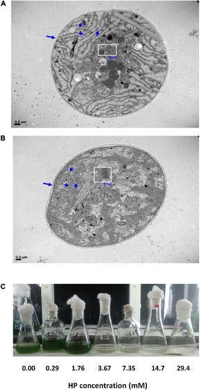 microcystis cell wall