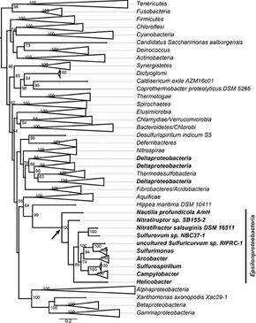 epsilonproteobacteria examples