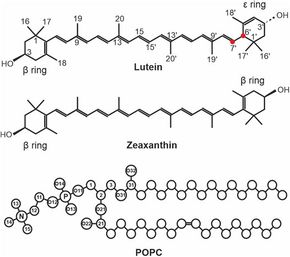 xanthophyll molecular structure