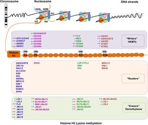 lysine methylation protocol