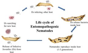nematode life cycles include