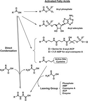 acyl phosphate intermediate