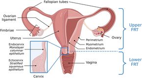 reproductive system function and major organs