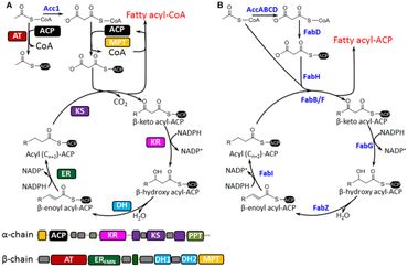 beta oxidation cycle ppt