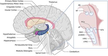amygdala and hypothalamus function