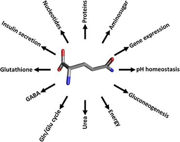 glutamine structure at physiological ph