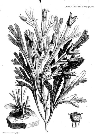 fucus diagram simple