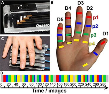 phalanges numbering