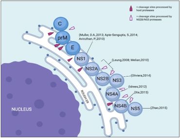difference between ns3 and ns2