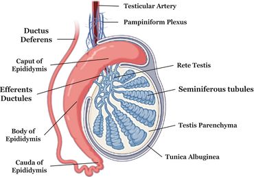 testis covered by