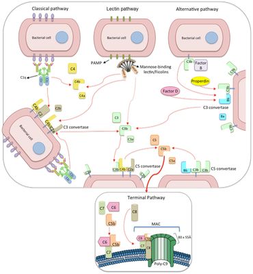 mannose binding lectin