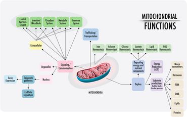 mitochondria function gcse